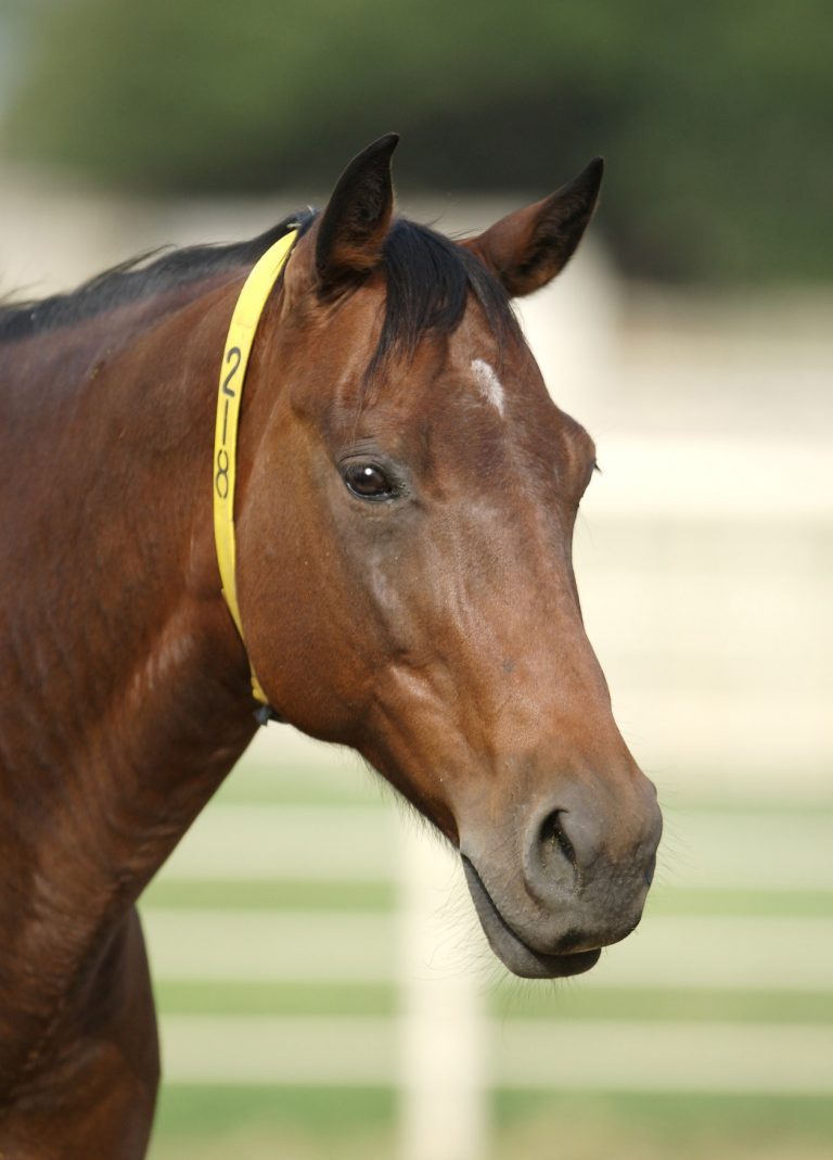 Arcese Mares – Arcese Quarter Horses