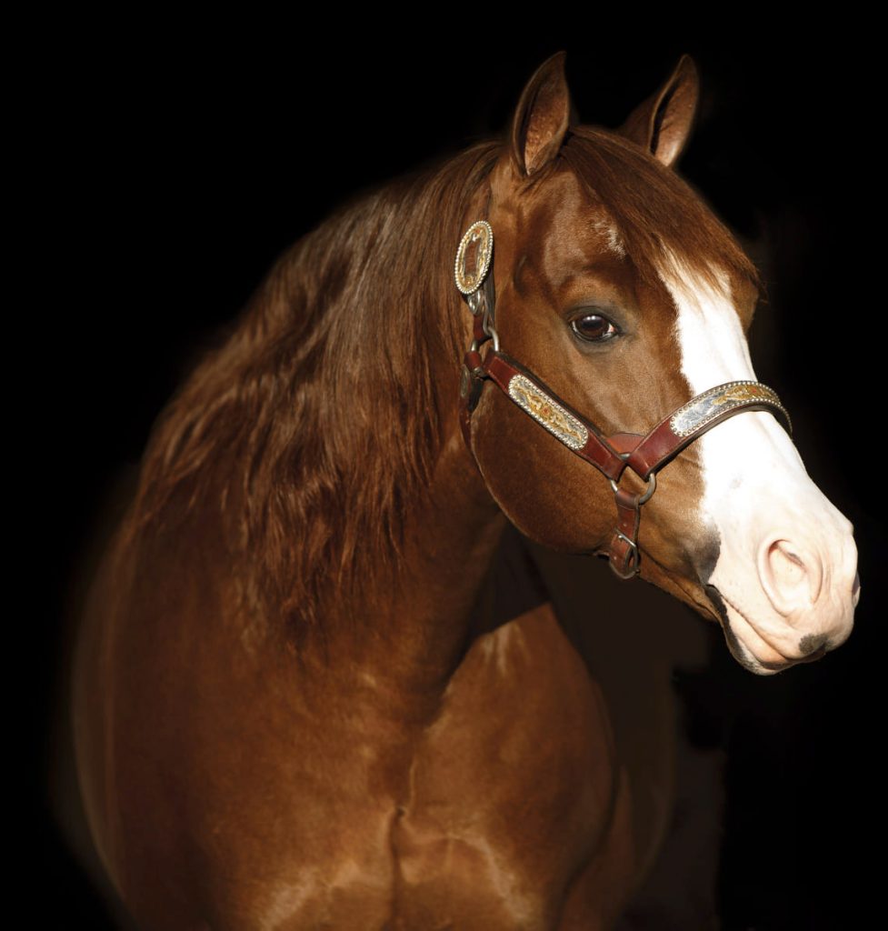Gunnatrashya – Arcese Quarter Horses
