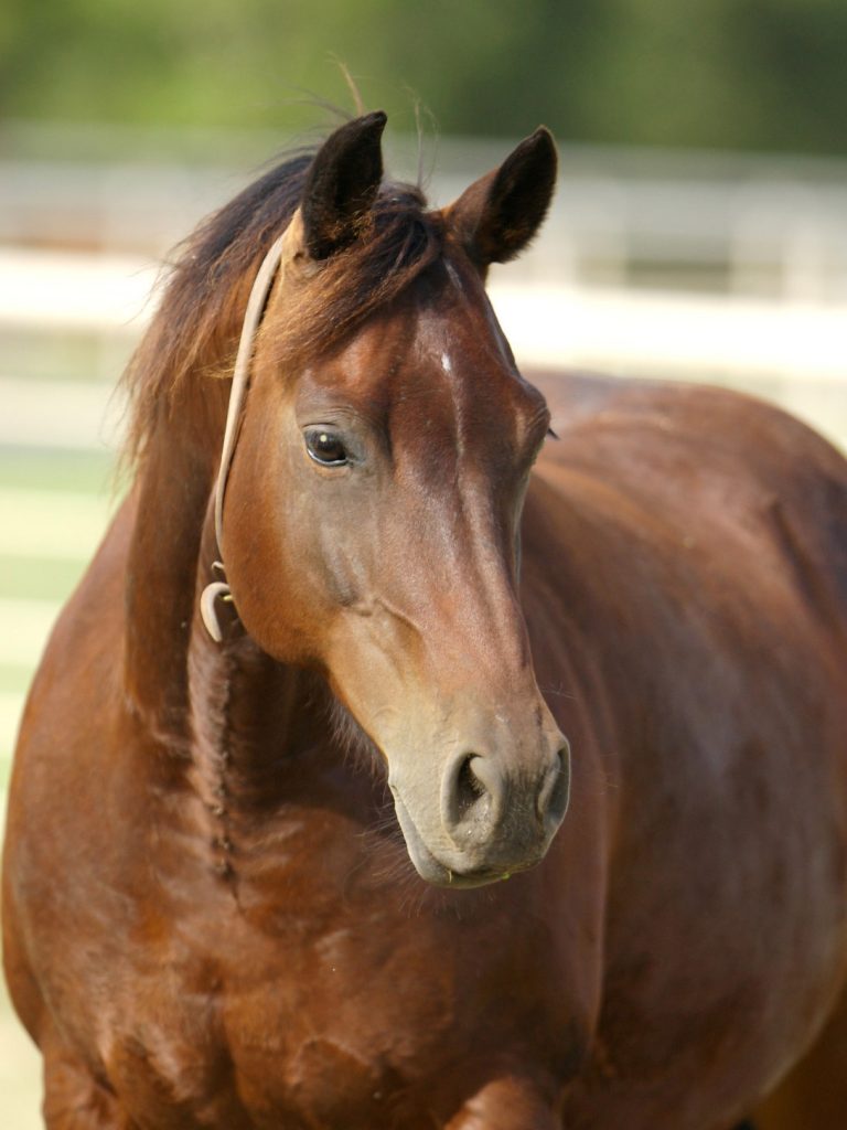 Arcese Mares – Arcese Quarter Horses