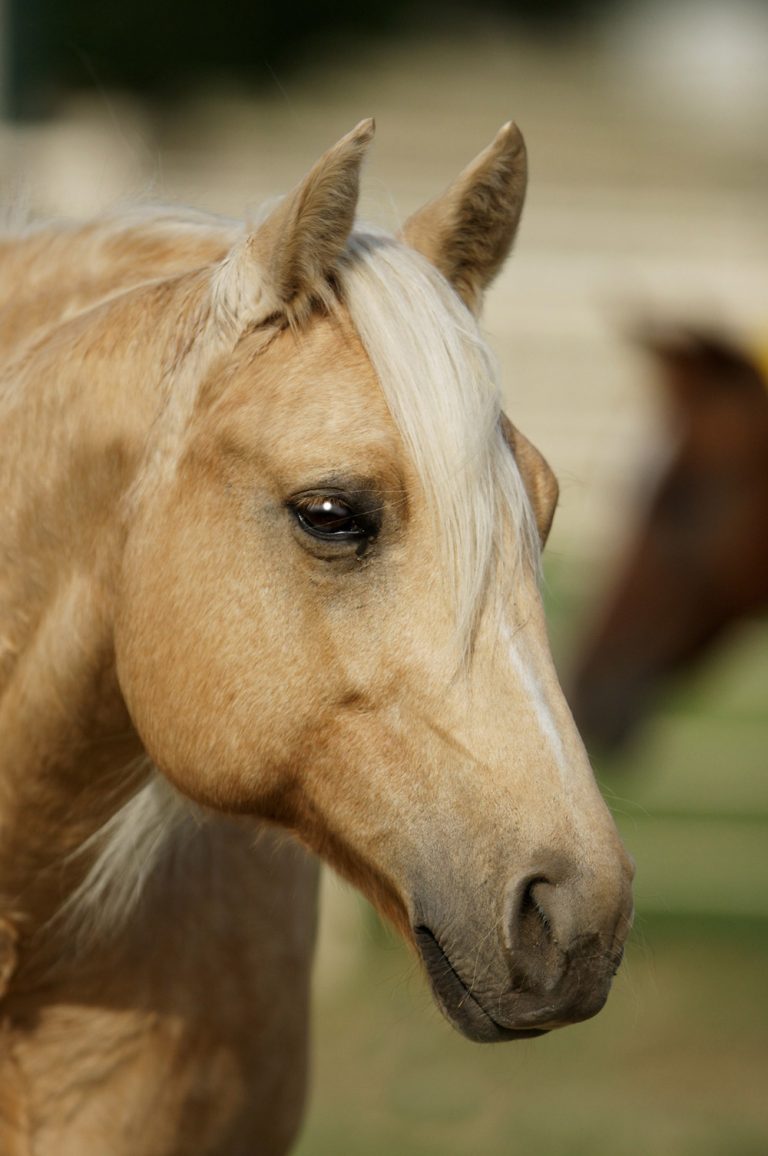 Arcese Mares – Arcese Quarter Horses